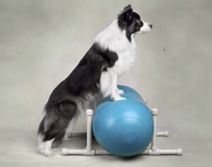 Acute Non-compressiveNucleus PulposusExtrusion (ANNPE)