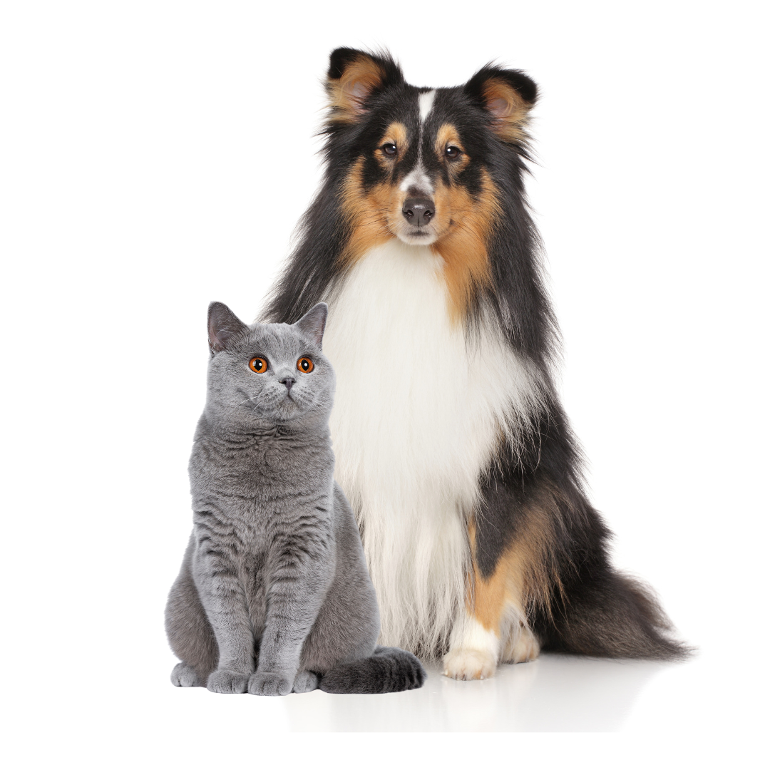 Fibrocartilaginous Embolism (FCE) - Partner Veterinary