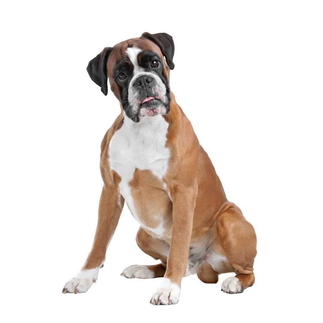 Steroid-Responsive Meningitis-Arteritis (SRMA) - Partner Veterinary