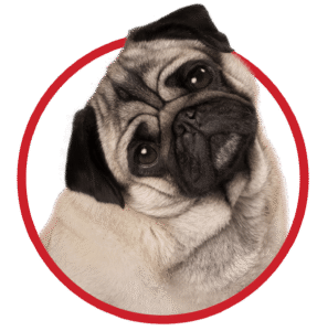 Vestibular Disease in Dogs - Partner Veterinary