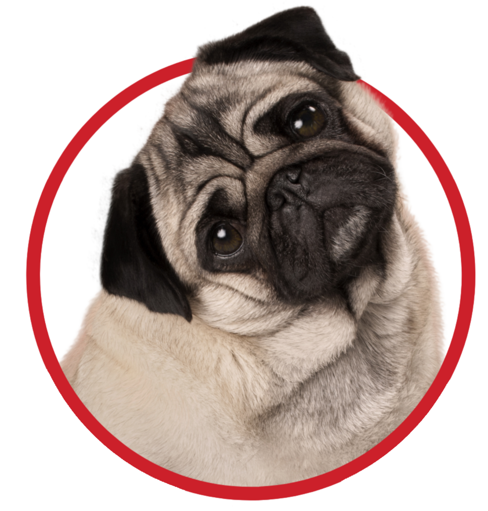 Vestibular Disease in Dogs - Partner Veterinary