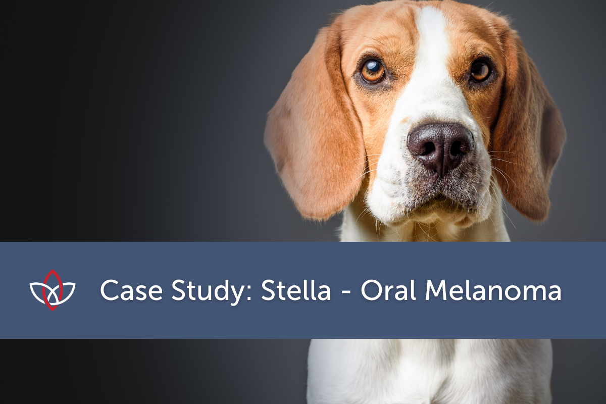 Blog | Partner Veterinary