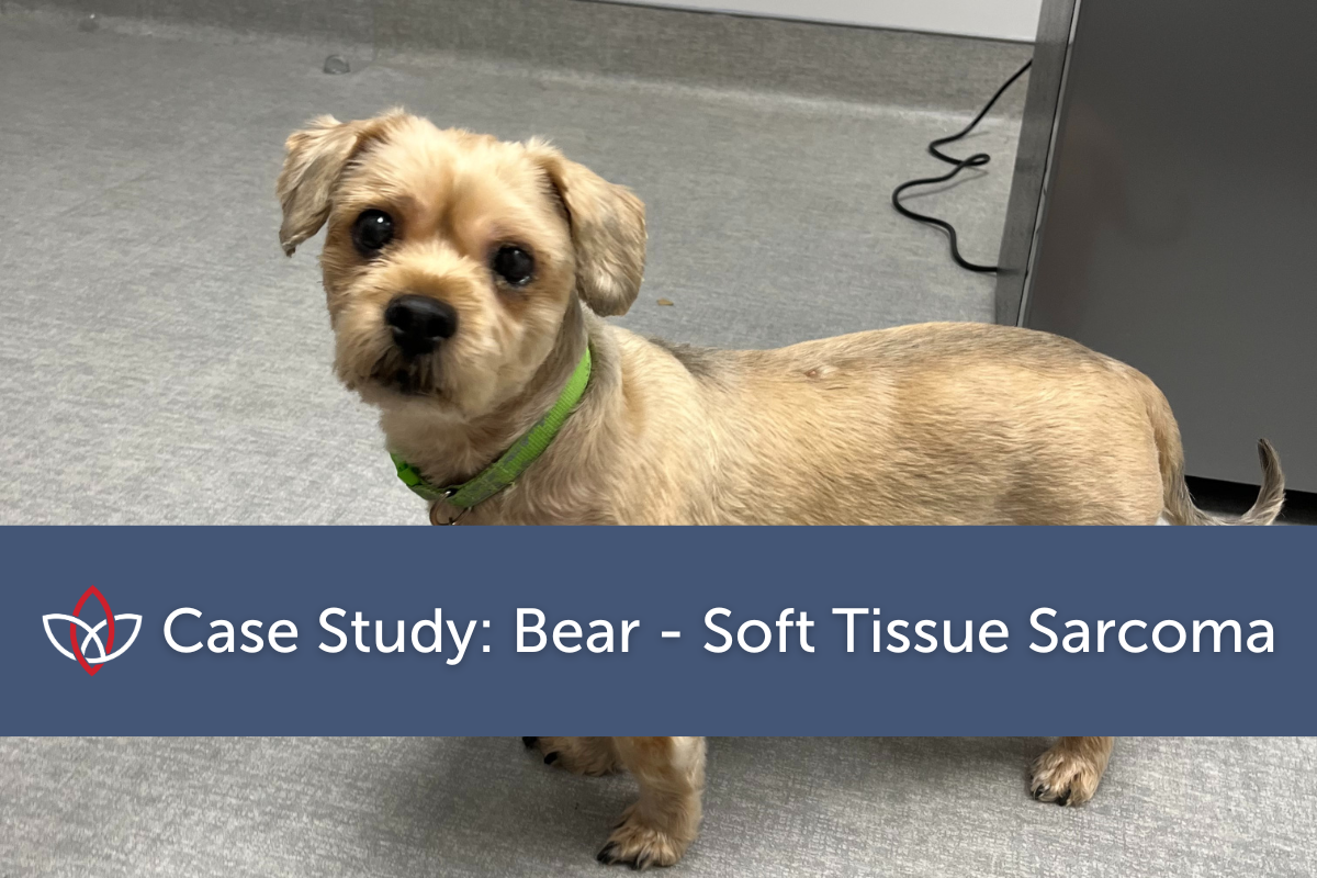 Blog | Partner Veterinary