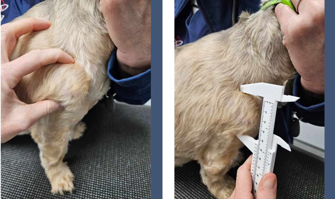 Soft Tissue Sarcoma - Partner Veterinary