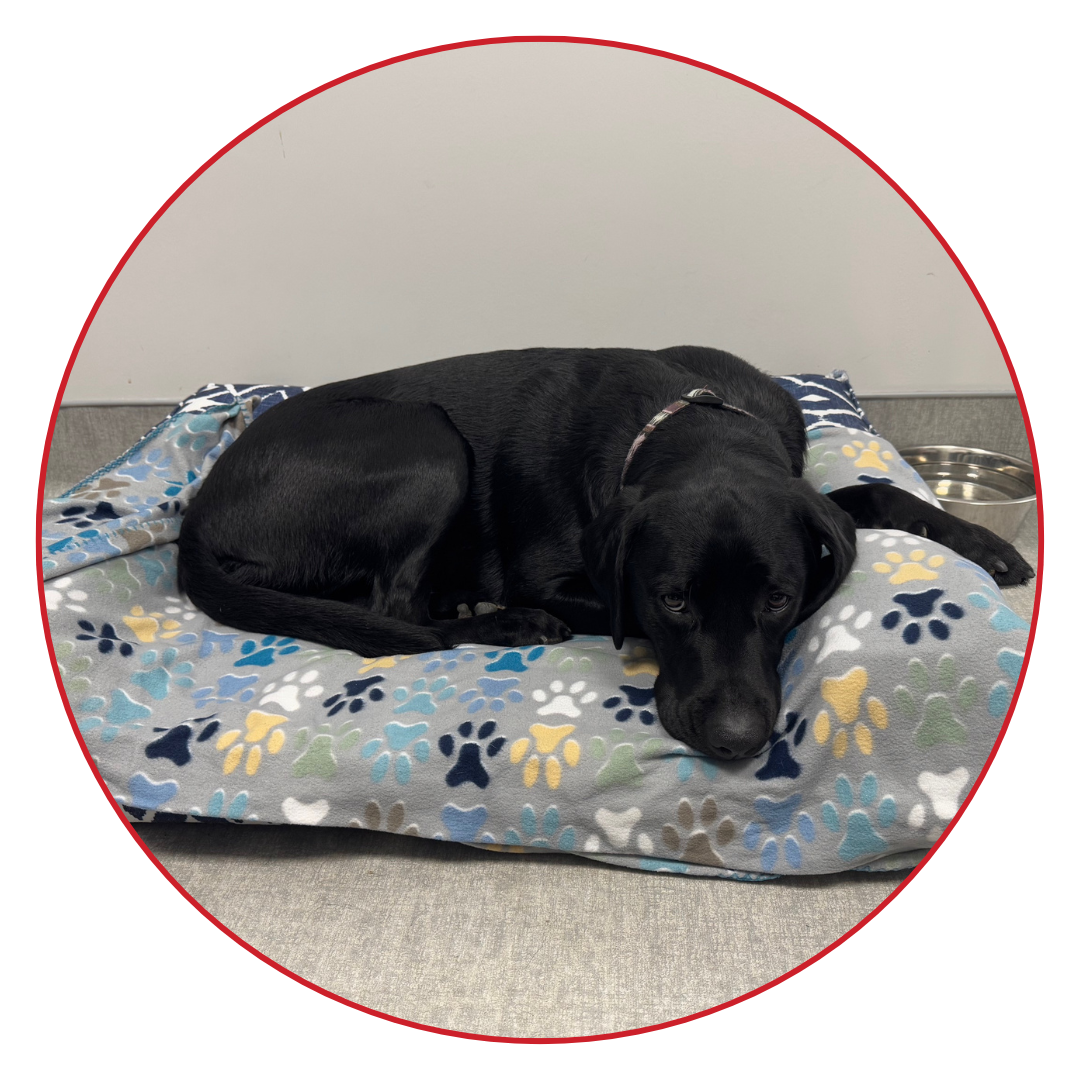 Caring for a Recumbent Pet - Partner Veterinary