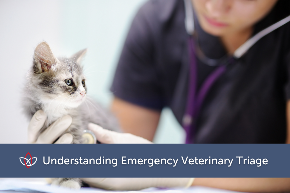 Understanding Emergency Veterinary Triage: What Pet Owners Need to Know