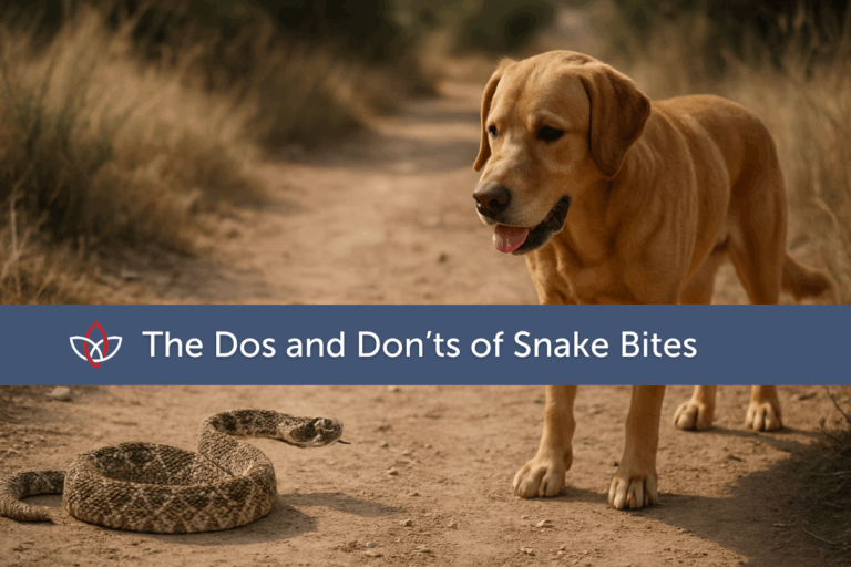 Snake Bites on Dogs & Cats: The Dos & Don’ts When Your Pet Gets Bitten