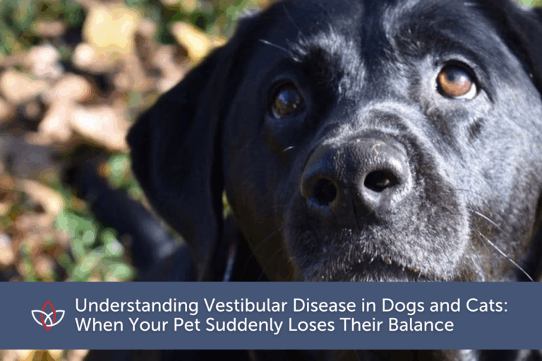 Understanding Vestibular Disease in Dogs and Cats: When Your Pet ...