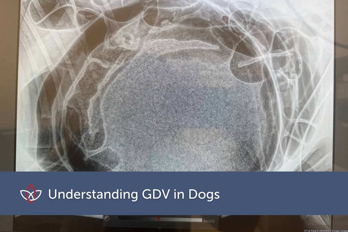 Understanding GDV in Dogs - Partner Veterinary